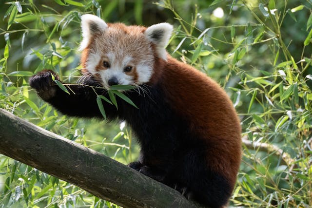 Ridiculously Interesting Red Panda Fun Facts - Oddee