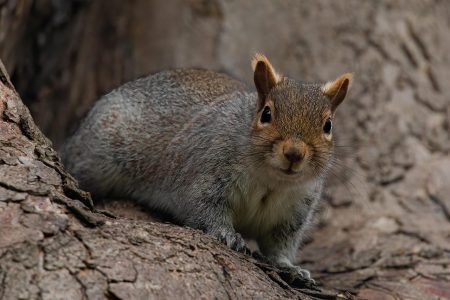 It’s Gone Nuts! ‘Very Mean’ Squirrel Sends Three People to ER in ...