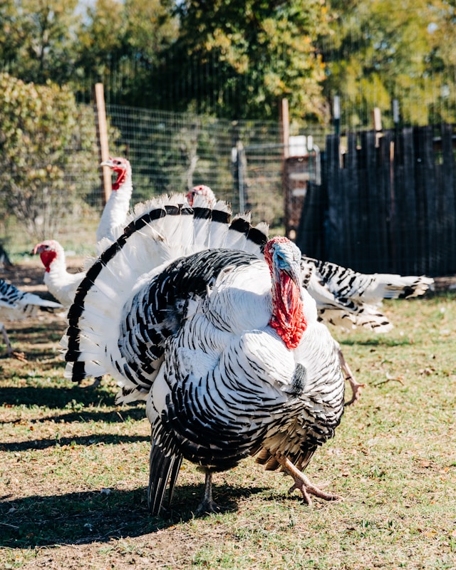 14 Of The Trashiest Things Done At Thanksgiving - Oddee