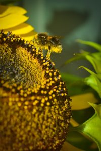 58 Fun Facts All About Bumblebees - Oddee