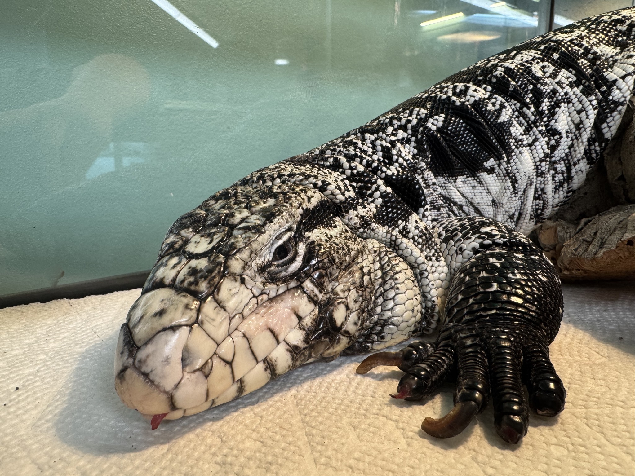 Exotic ‘Blizzard Lizard’ Rescued from Winter Storm in Rhode Island - Oddee