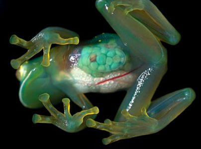 10 of the Weirdest Frogs and Toads on the Planet - Oddee