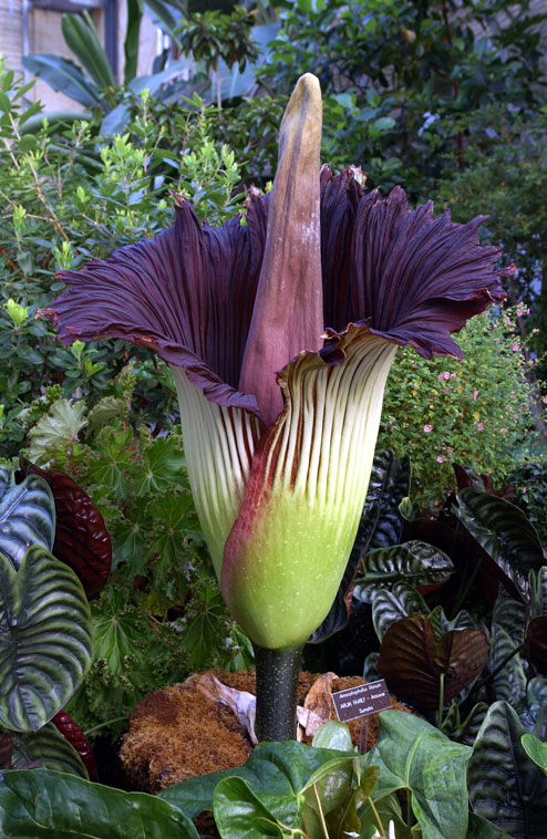 10 Of The World s Strangest Plant Species Weird Plants Strange 10 Of The World s Strangest Plant Species Weird Plants Strange