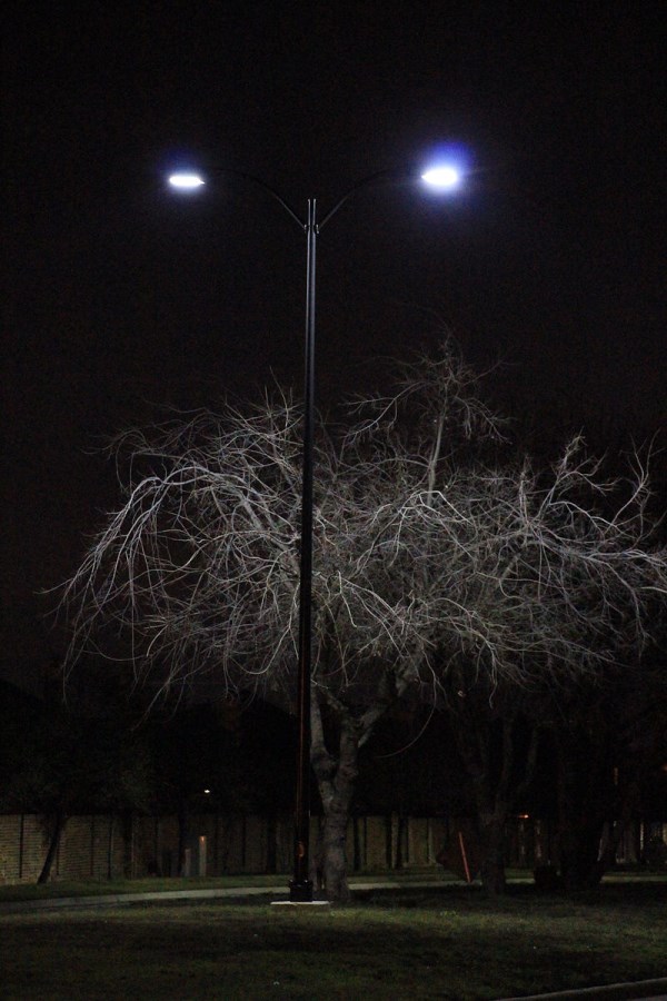 Natural Pareidolia: 13 Faces on Trees - pareidolia, face on tree - Oddee