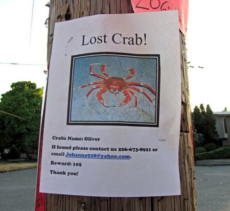 12 Funniest Lost & Found Pet Signs - lost signs, pet signs - Oddee