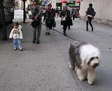 13 Hilarious Pictures of Walking The Dog - Oddee