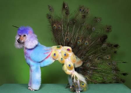 12 Extreme Animal Hairstyles - animal hairstyles - Oddee