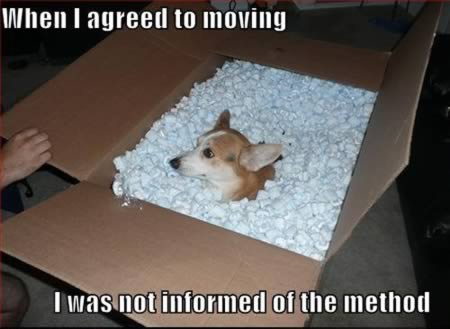 12 Hilarious Moving Fails - moving fail - Oddee