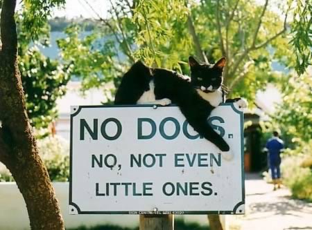 12 Hilarious Dog Signs - dog signs - Oddee