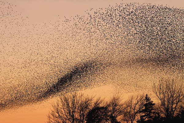 12 Most Amazing Bird Formations - murmuration, amazing birds - Oddee
