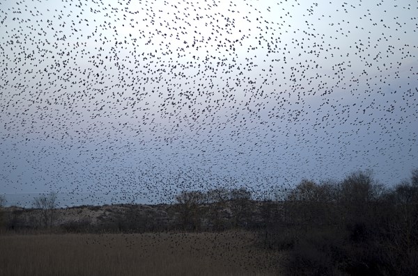 12 Most Amazing Bird Formations - murmuration, amazing birds - Oddee