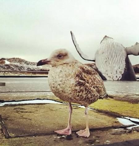 12 of the Best Animal Photobombs - animal photobombs, animal photobomb ...