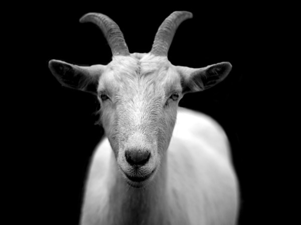 12 Unbelievable People Who Married Animals - Oddee