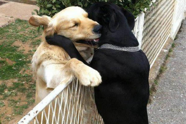 15 Cutest Pictures of Animals Hugging - Oddee