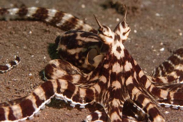 10 Bizarre Cases of Mimicry - "bizarre," "mimic," "people," "nature ...