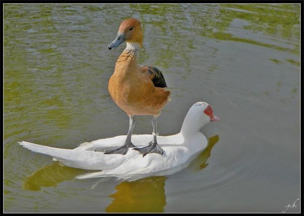 10 Adorable Pictures Of Animals Riding Animals - Oddee