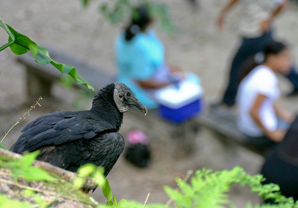 10 Animals Who May or May Not Have Been Used as Spies - spy, animals ...