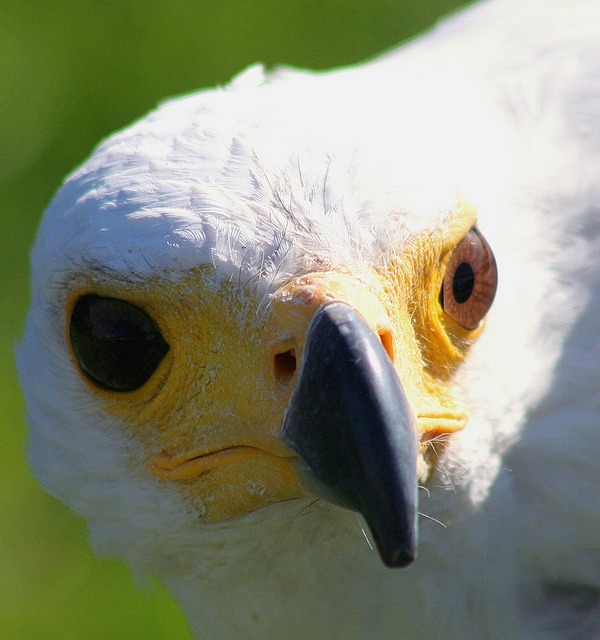 10 Animals Who May or May Not Have Been Used as Spies - spy, animals ...