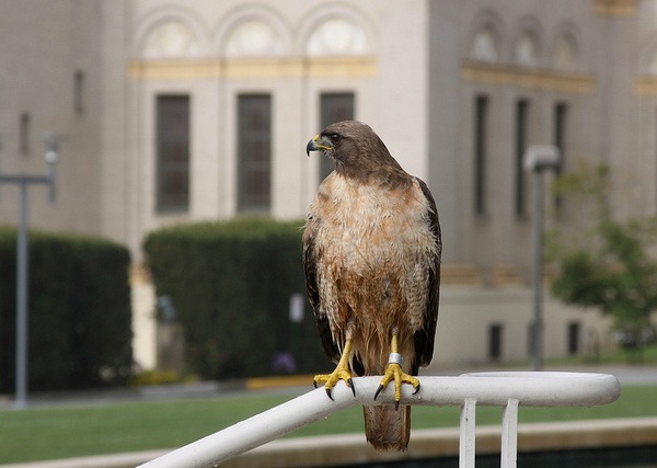 10 Animals Who May or May Not Have Been Used as Spies - spy, animals ...