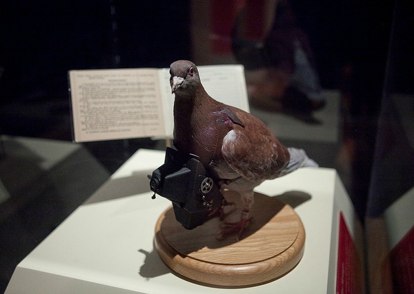 10 Animals Who May or May Not Have Been Used as Spies - spy, animals ...