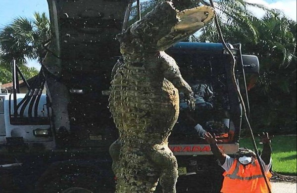 10 Shocking Alligator Encounters - Oddee