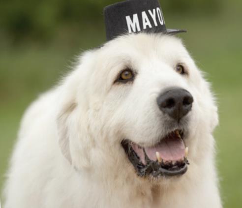 8 Real Political Animals - Oddee