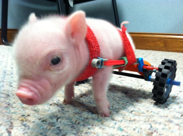 10 Adorable Animals in Wheelchairs - animals, wheelchairs, handicapped ...