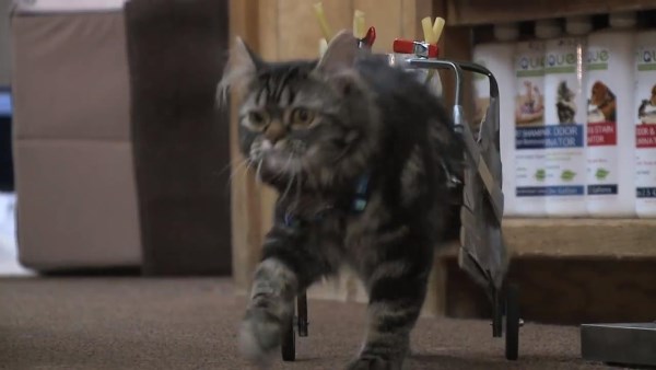 10 Adorable Animals in Wheelchairs - animals, wheelchairs, handicapped ...