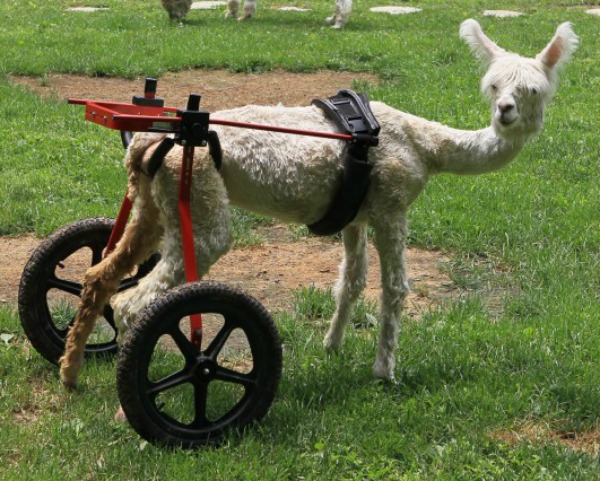 10 Adorable Animals in Wheelchairs - animals, wheelchairs, handicapped ...
