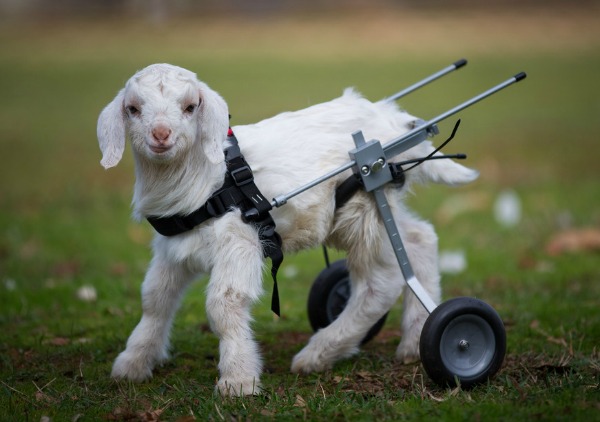 10 Adorable Animals in Wheelchairs - animals, wheelchairs, handicapped ...
