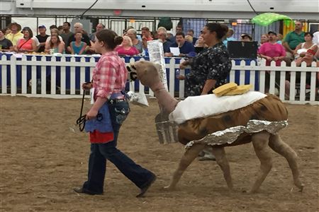 9 Weird State And County Fair Competitions - Oddee