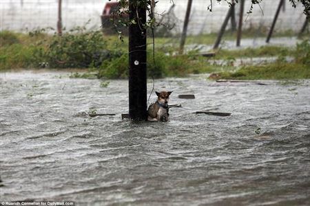 8 Shocking Photos From Hurricane Harvey - Oddee