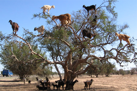 7 Incredible Natural Phenomena you've never seen - Oddee