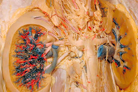 The Human Body: a dissection - Oddee