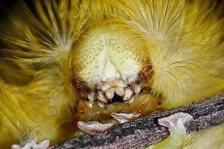 10 Most Disturbing Bugs - Oddee