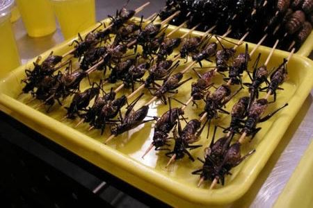 10 of World's Strangest Snacks - casu marzu, weird foods - Oddee