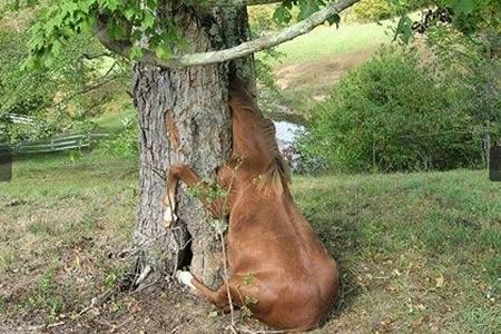 12 Bizarre Stories of Animals Getting Stuck - stuck animals - Oddee