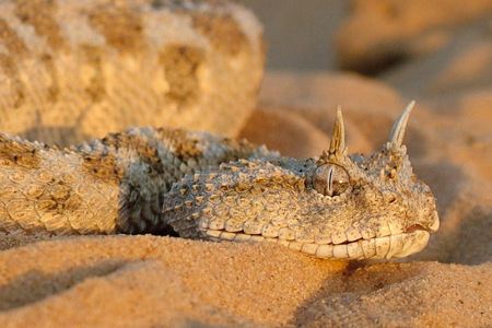 10 Most Amazing Snakes - amazing snakes - Oddee