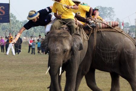 10 Bizarre Animal Sports - animal sports - Oddee