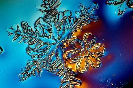10 Amazing Microscopic Images - microscope images, microscopic - Oddee