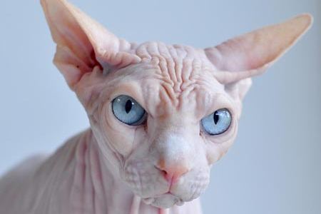 10 Freakiest Cat Videos - funny cat videos, cat videos - Oddee