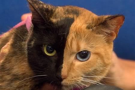 12 Oddest Photos of 2012 - best photos of 2012, odd pictures - Oddee