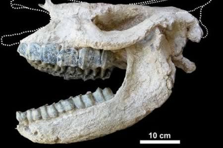 10 Weirdest Fossils - Oddee