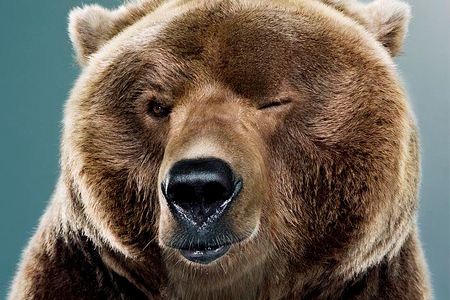 8 Hilarious Animal Thieves Caught on Video - Oddee