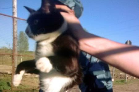 10 Incredible Stories of Animals that Were Arrested - bizarre, crimes ...