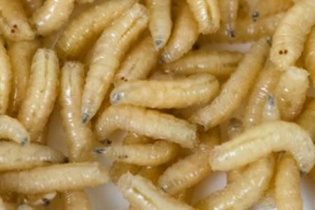 Most Disgusting Diseases