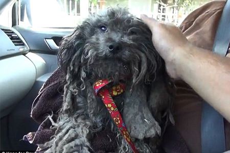 10 Heartwarming Stories of Animal Rescue - animals, rescues, survival ...