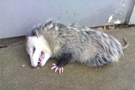 10 Strange Natural Defense Mechanisms - animals, defense mechanisms ...