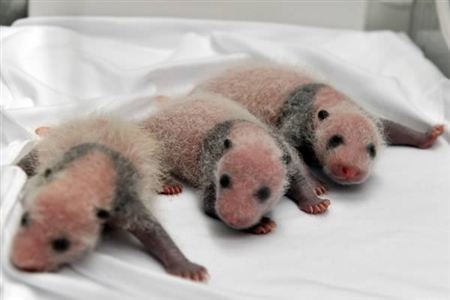 10 Most Amazing Animals Giving Birth Videos - Oddee