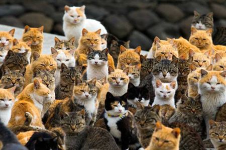 10 Places Completely Overrun By… - Oddee